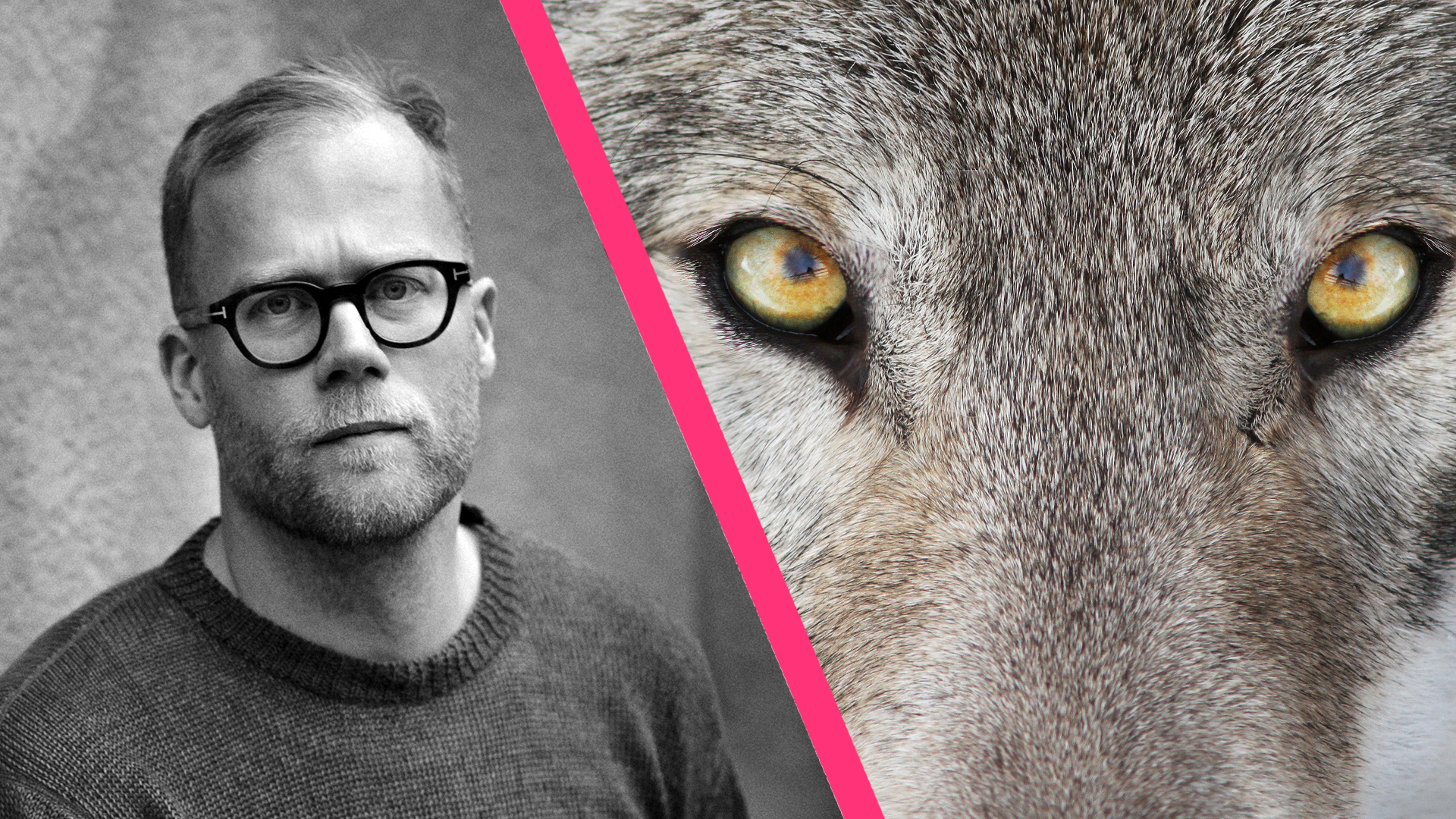 Lars Berge: "Vargattacken på Kolmården var som en klassisk deckargåta"